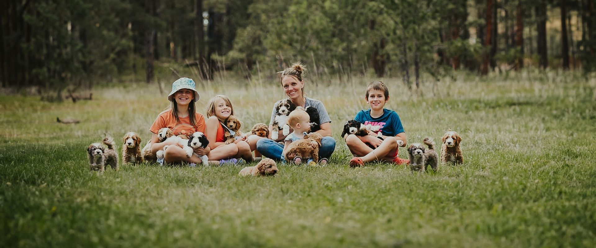 Mercy Mountain Bernedoodles Home Page